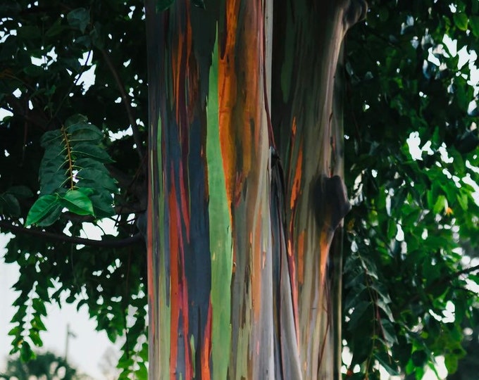 50 Rainbow Eucalyptus Tree Seeds, Eucalyptus Deglupta EU0350 - Etsy