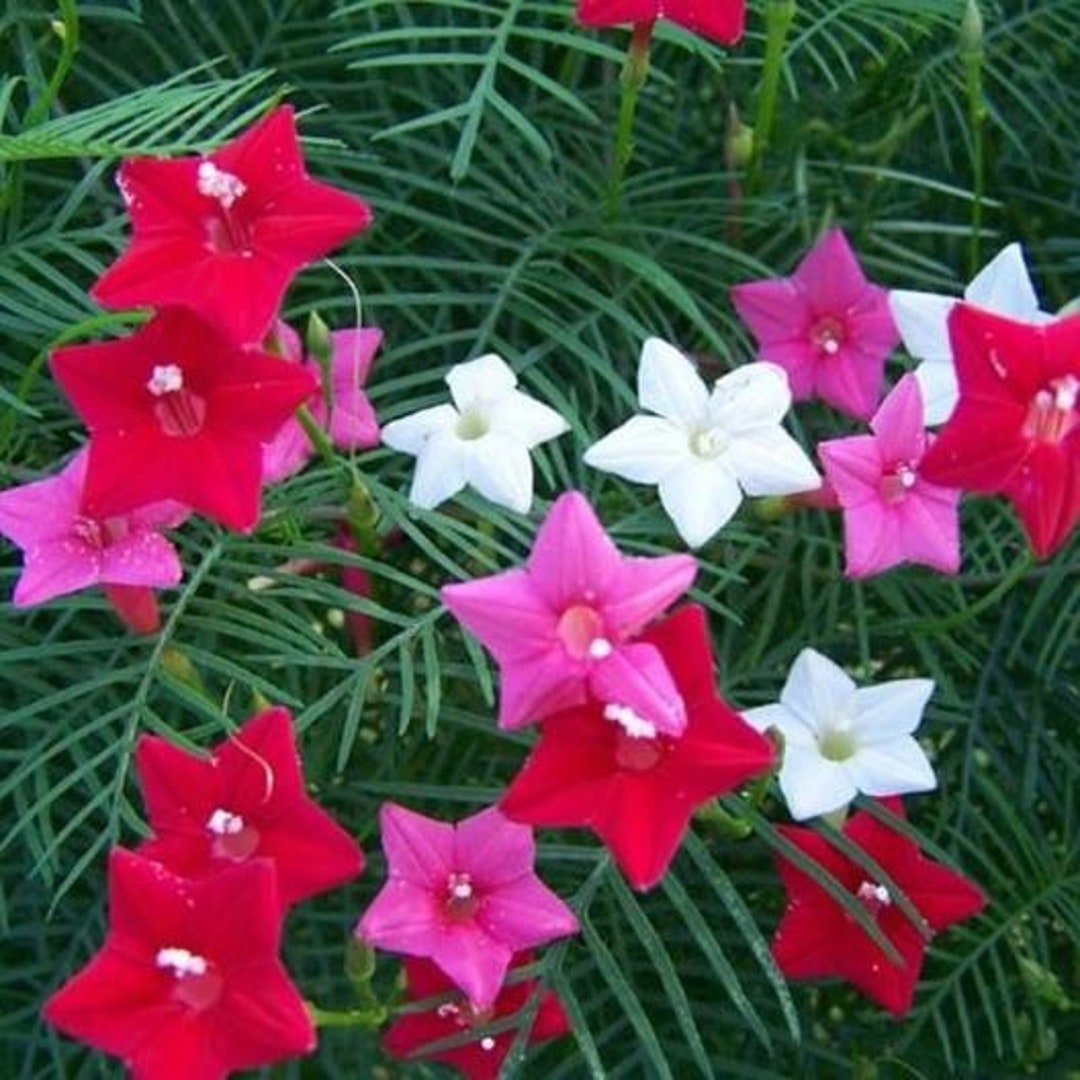 50 Cypress Vine Mix, Red, Pink and White Cardinal Climber, Hummingbird ...