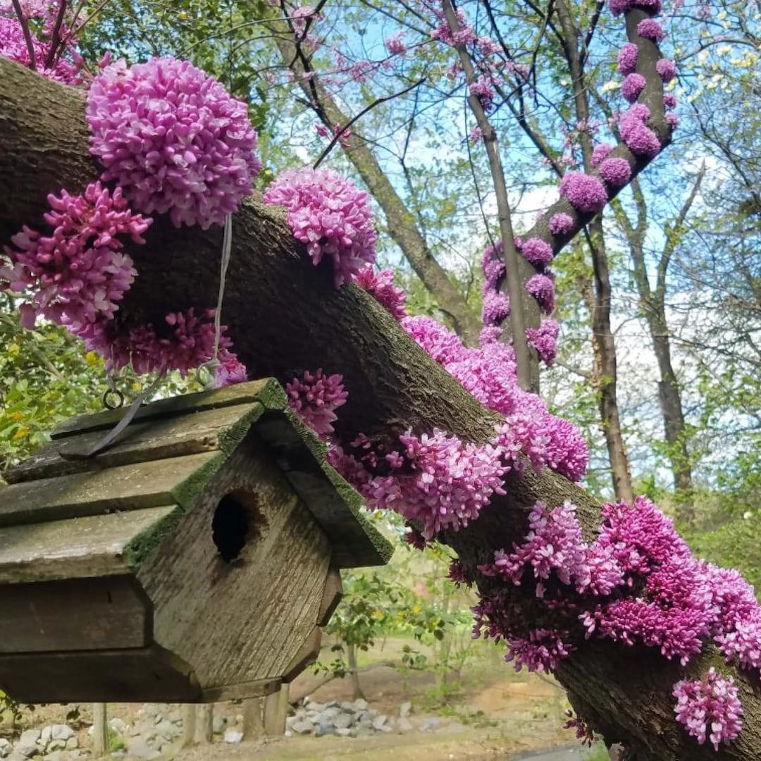 Western Redbud, California Red Bud Tree Seeds, Bonsai, Cercis ...