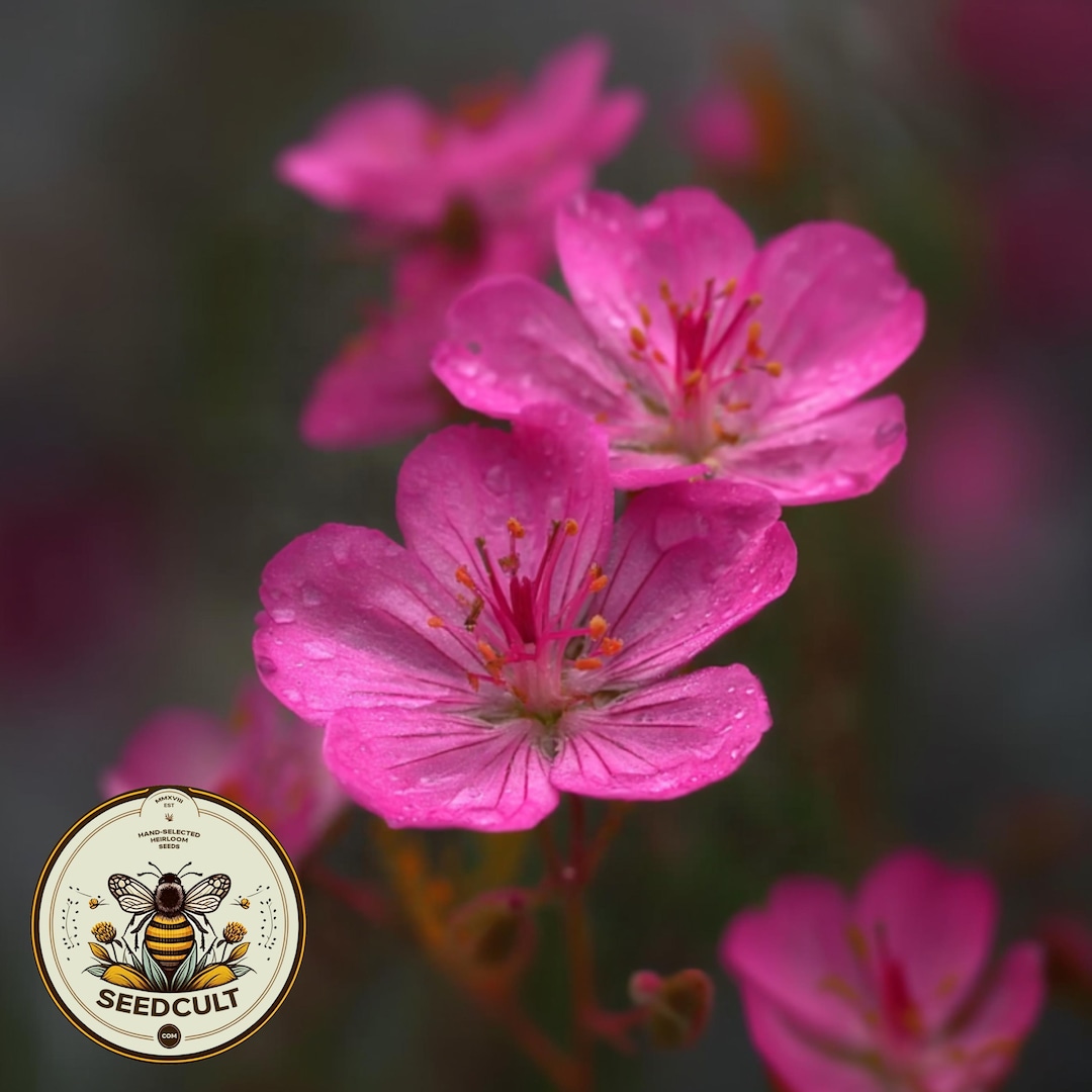 NEW! Rare Sticky Geranium Seeds, Native Wildflowers, Geranium ...