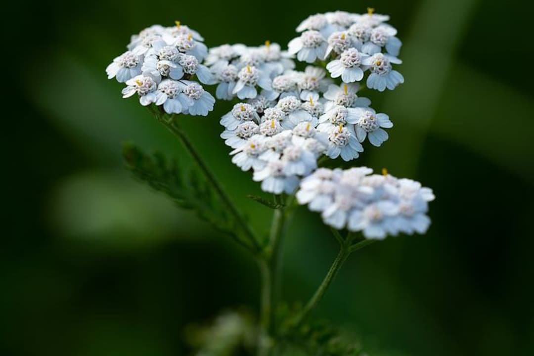 Bulk White Yarrow Seeds, Medicinal Native Plants, Achillea Milefolium ...
