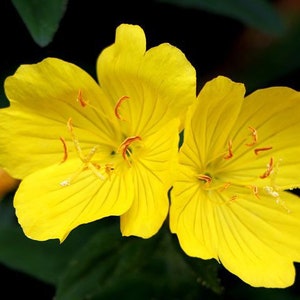 Bulk Yellow Evening Primrose Seeds, Moonlight Garden, Edible, Tea ...