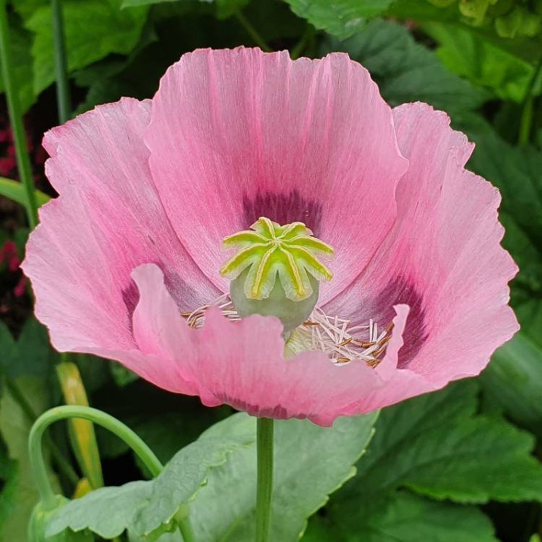 Pink Dawn Floral Poppy Seeds, PS333CR - Etsy