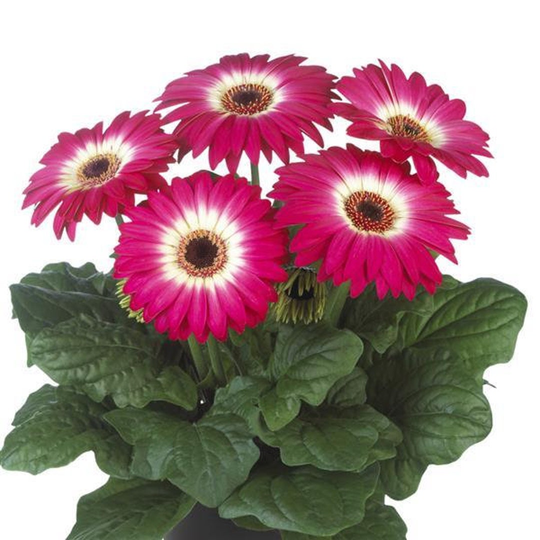 NEW 5 Eyecatcher Purple Gerbera Daisy Seeds, Gerbera Jamesonii GE0505 ...
