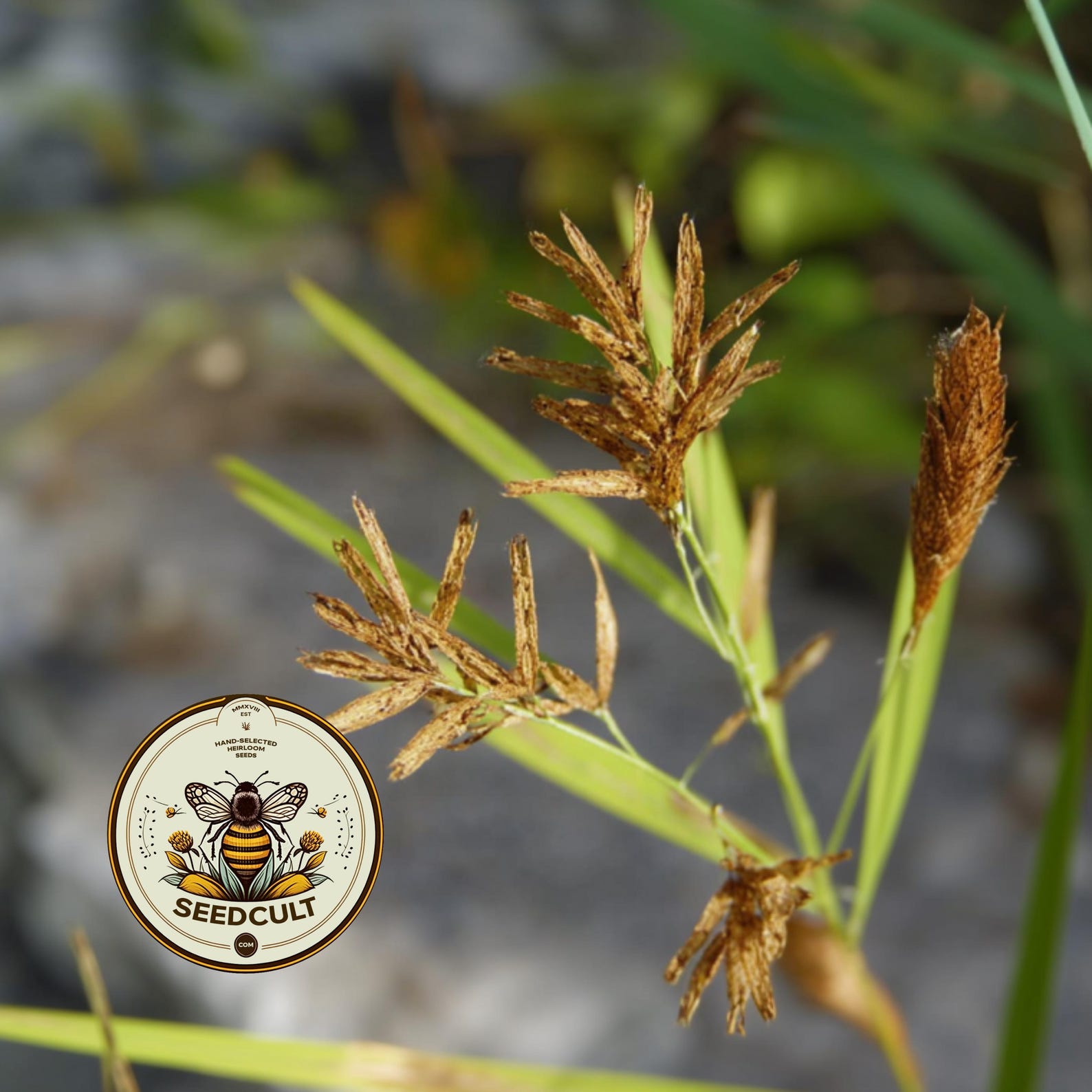 NEW! Tiger Nuts, Tiger Nut (tubers) Seeds, Chufa, Food Forest, Cyperus ...
