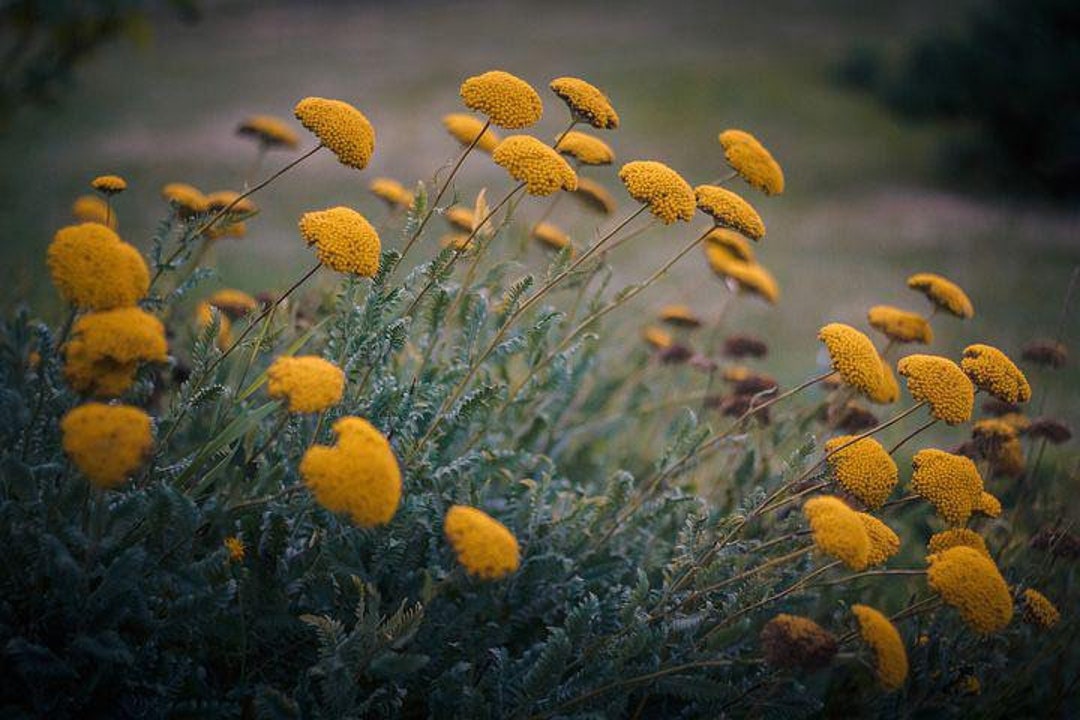 Bulk Golden Yellow Yarrow Seeds, Medicinal Native Plants, Achillea ...