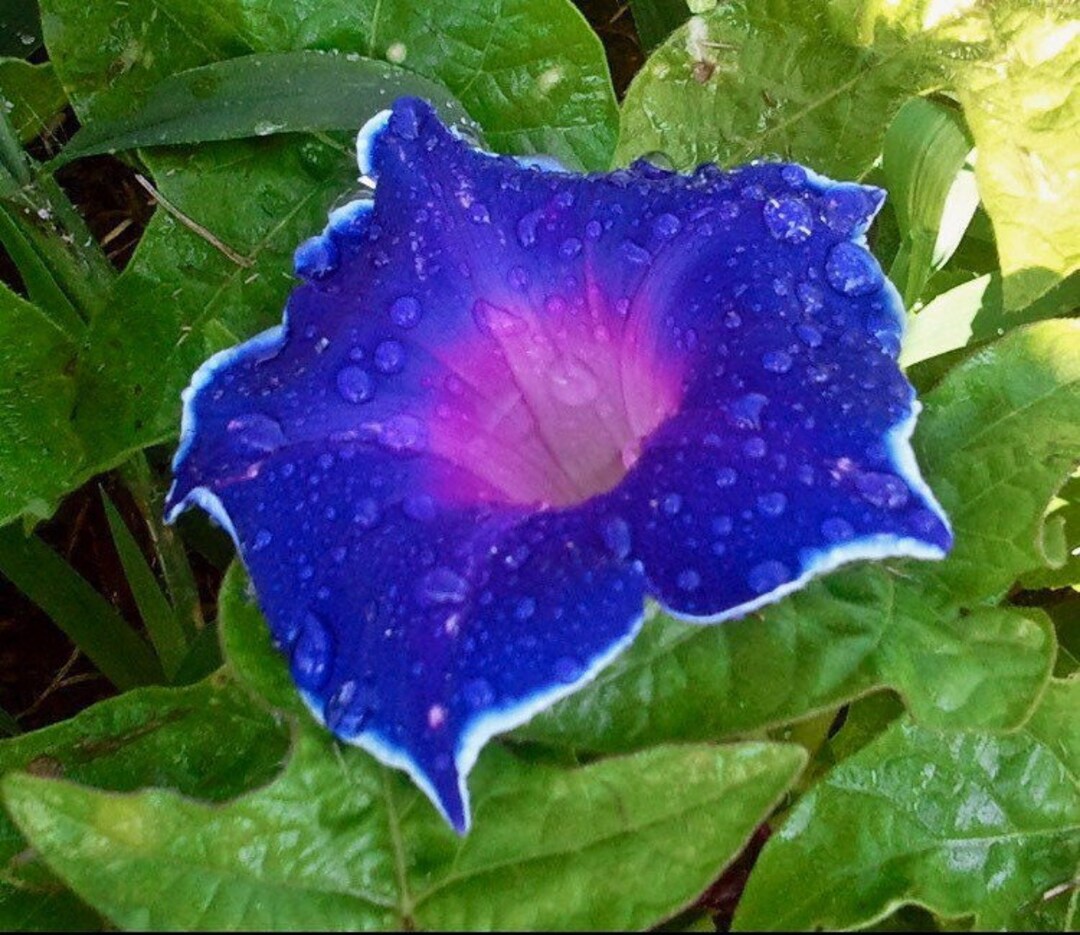 10 Picotee Mixed Color Japanese Morning Glory Seeds, Kikyo Zaki, Blue ...