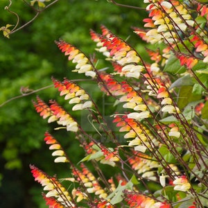 Exotic Love Vine Seeds, Firecracker, Spanish Flag, Mina Lobata, Ipomoea ...