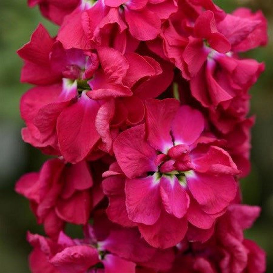 50 Crimson Pacific Stock Seeds, Highly Fragrant Column Stock, Matthiola ...