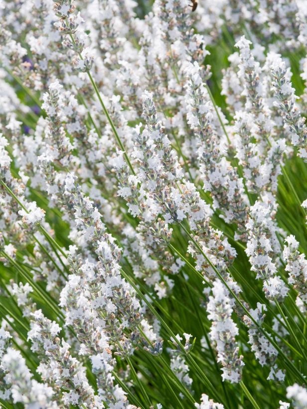 Snow Lavender Seeds, Lavandula Augustifolia Ellegance Snow, Ice LA0420 ...