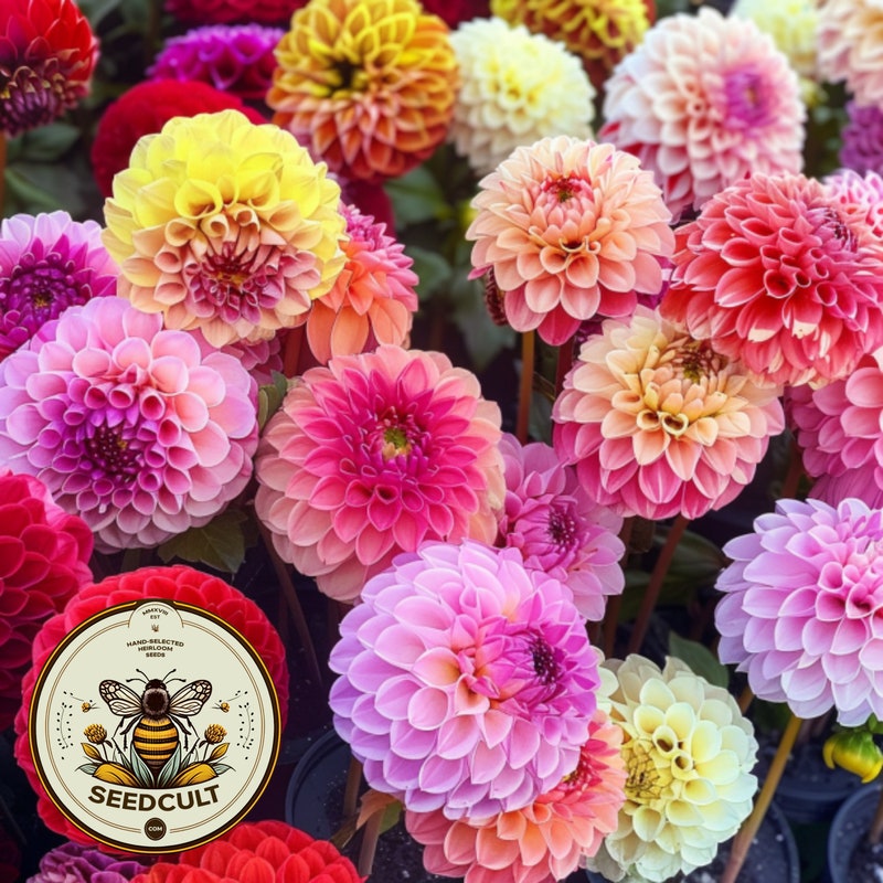 Pom Pom Flower Seeds - Etsy