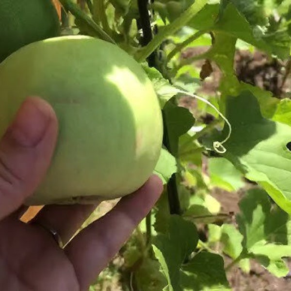 Japanese Melon Seed - Etsy