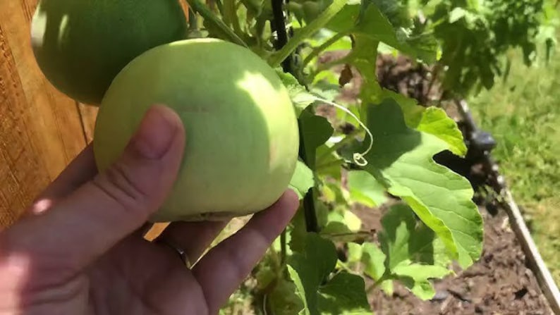 Sakata’s Sweet Tiny Melon, Edible Skin, Cucumis Melo, Japanese, Makuwa ...