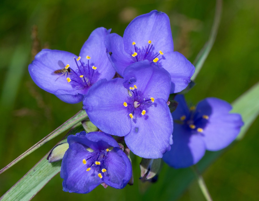Ohio Spiderwort Seeds, Native Wildflowers, Tradescantia Ohiensis TD0150 ...