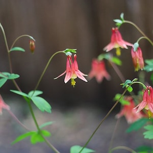 Native Wild Columbine Seeds, Flowering Shade Perennial, Aquilegia ...