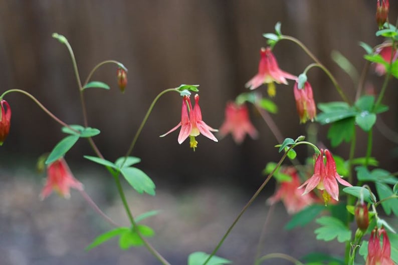 Native Wild Columbine Seeds, Flowering Shade Perennial, Aquilegia ...