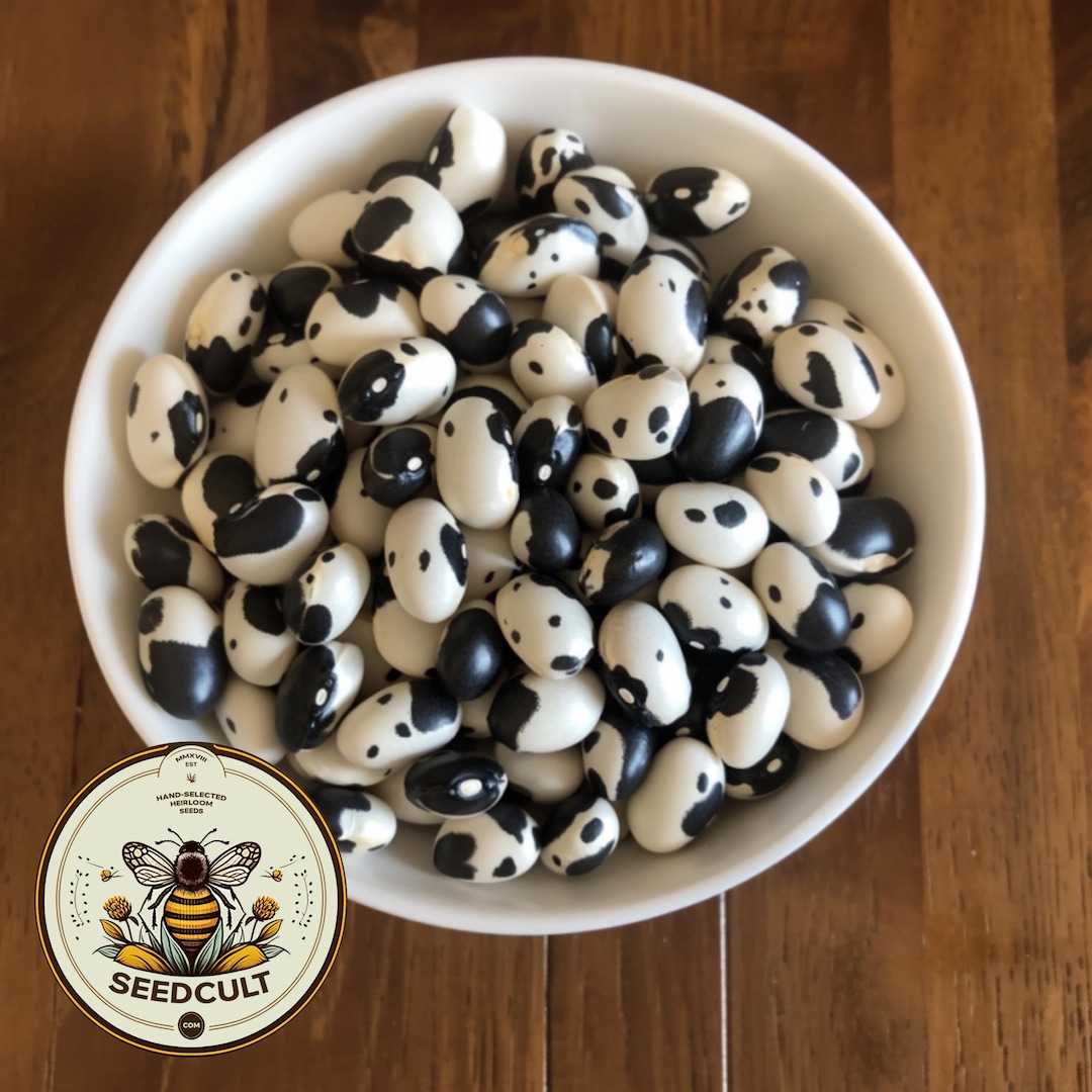 Orca Bean, Yin Yang Bean Seeds, Phaseolus Vulgaris, PV0925 - Etsy
