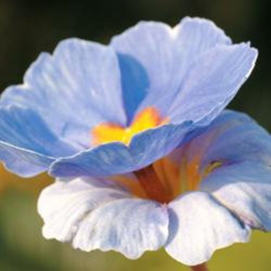 Rare You and Me Blue Primrose Seeds, Primula Tommasinii PM3510 - Etsy