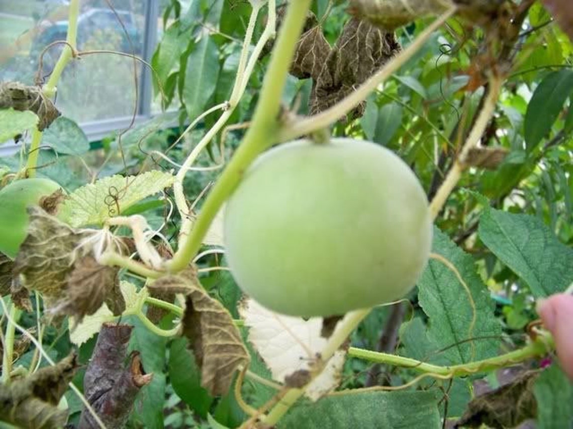 Sakata’s Sweet Tiny Melon, Edible Skin, Cucumis Melo, Japanese, Makuwa ...