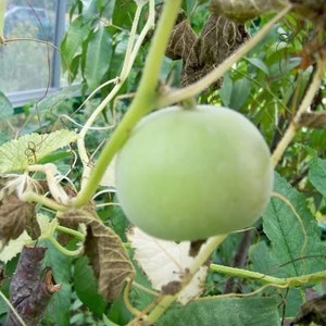 Sakata’s Sweet Tiny Melon, Edible Skin, Cucumis Melo, Japanese, Makuwa ...