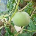 Sakata’s Sweet Tiny Melon, Edible Skin, Cucumis Melo, Japanese, Makuwa ...