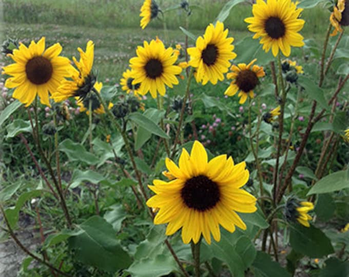 100 Bulk Native Wild Sunflower Seeds, North American Native, Helianthus ...