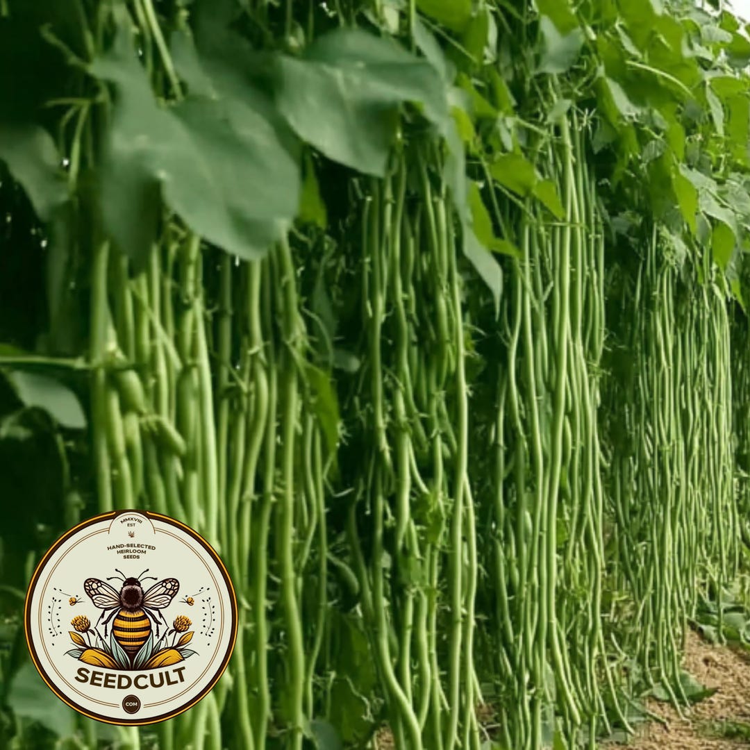 Green Yard Long Beans, Vigna Unguiculata, Asparagus Bean VI0125 - Etsy