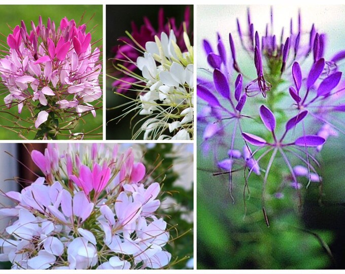 300 4 Color Mix Cleome Flower Variety Pack, Spider Flower, Cleome ...
