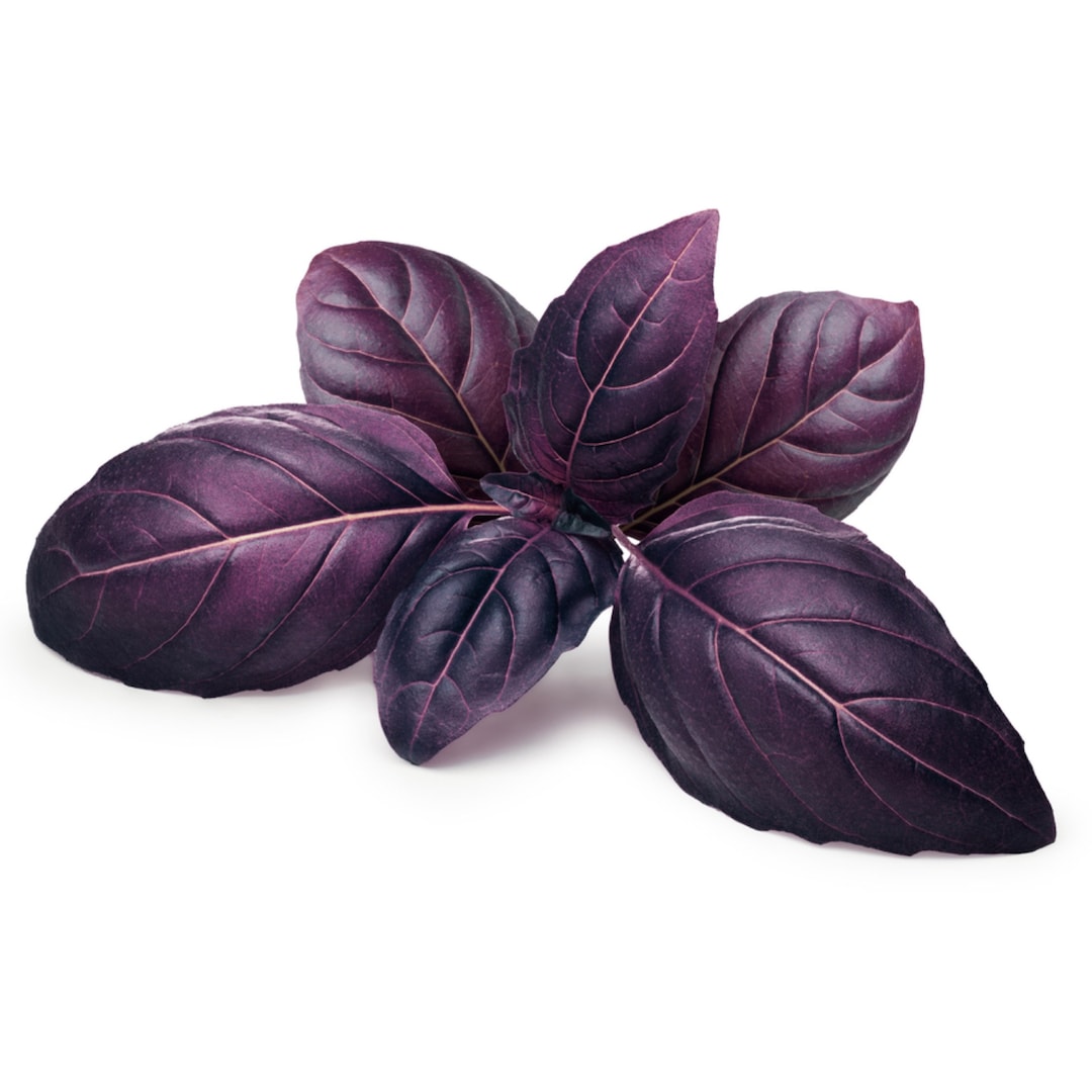 Bulk Organic Dark Opal Purple Basil Seeds, Ocimum Basilicum OC091C - Etsy