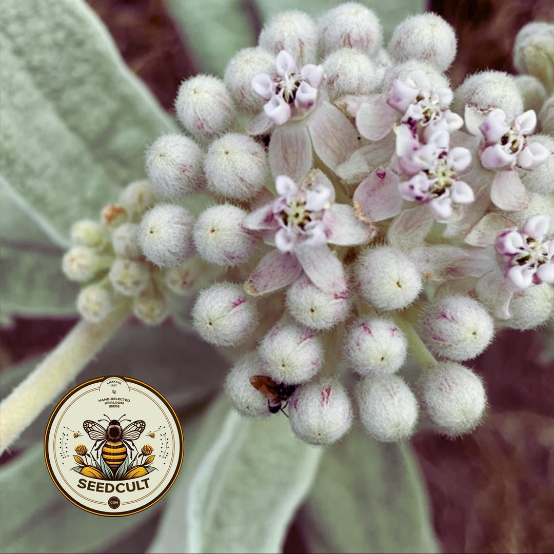 NEW! Indian Milkweed Seeds, Wooly Pod, Western US Native, Asclepias ...