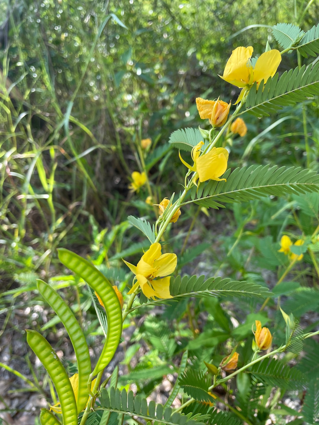 50 Partridge Pea Seeds, US Native Wildflower, Chamaecrista Fasciculata ...