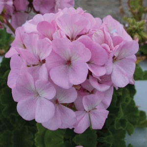 NEW 10 Quicksilver Pink Geranium Seeds, Maverick Series, Pelargonium ...