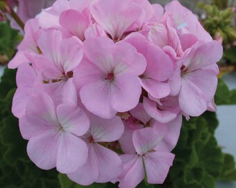 Maverick Series Star Pink Geranium Seeds, Pelargonium Zonale PZ0110 - Etsy