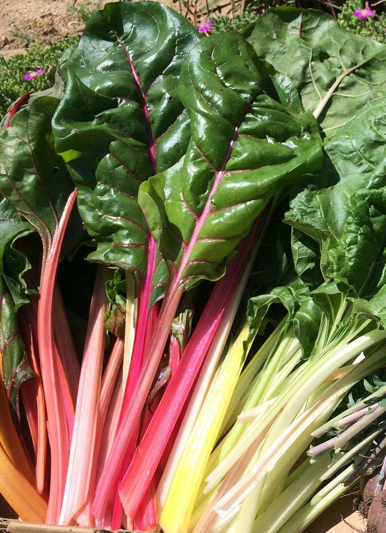 Rainbow Bright Lights Swiss Chard Heirloom Seeds, Beta Vulgaris Subsp ...