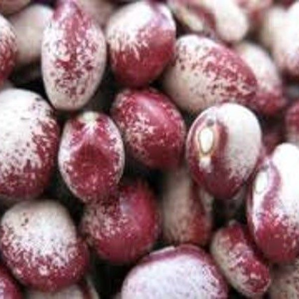 Native American Bean - Etsy