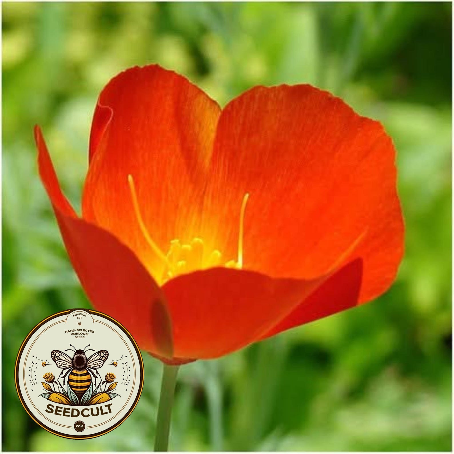 Bulk Red Chief California Poppy Seeds, Eschscholzia Californica, Red ...