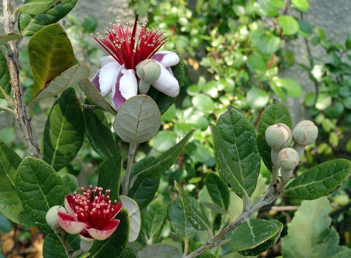Pineapple Guava Tree