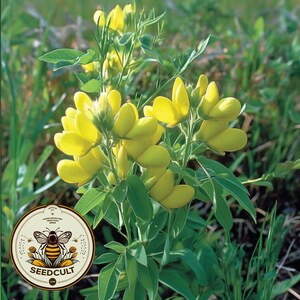 Golden Banner Seeds, US Native Wildflower, Thermopsis Divaricarpa ...