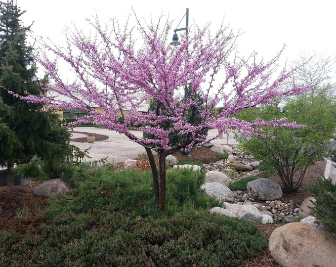 Chinese Red Bud Tree Seeds, Bonsai, Cercis Chinensis CE8020 - Etsy