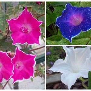 10 Picotee Mixed Color Japanese Morning Glory Seeds, Kikyo Zaki, Blue ...