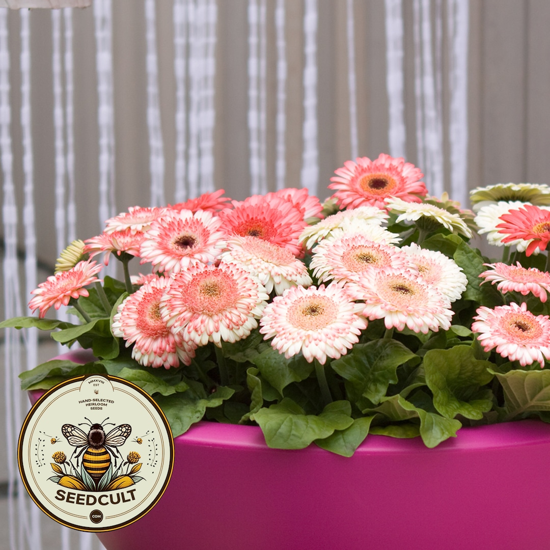 5 Berries and Cream Sundayz Dark Eye Gerbera Daisy Seeds, Gerbera ...