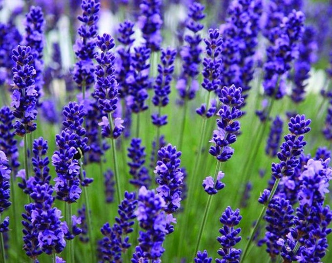 4 Lavandula Angustifolia 'lavance Deep Purple Lavender Starter ...