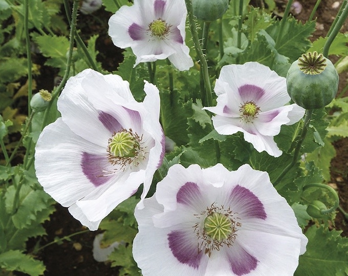 50 Princess Victoria Louise Oriental Poppy Seeds Papaver - Etsy
