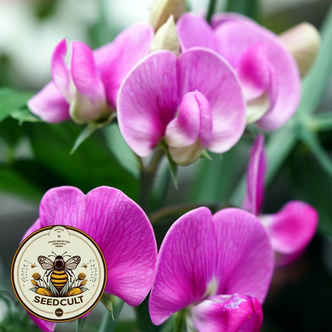 Utah Sweetvetch Seeds, US and Canadian Native, Hedysarum Boreale HE4025 ...