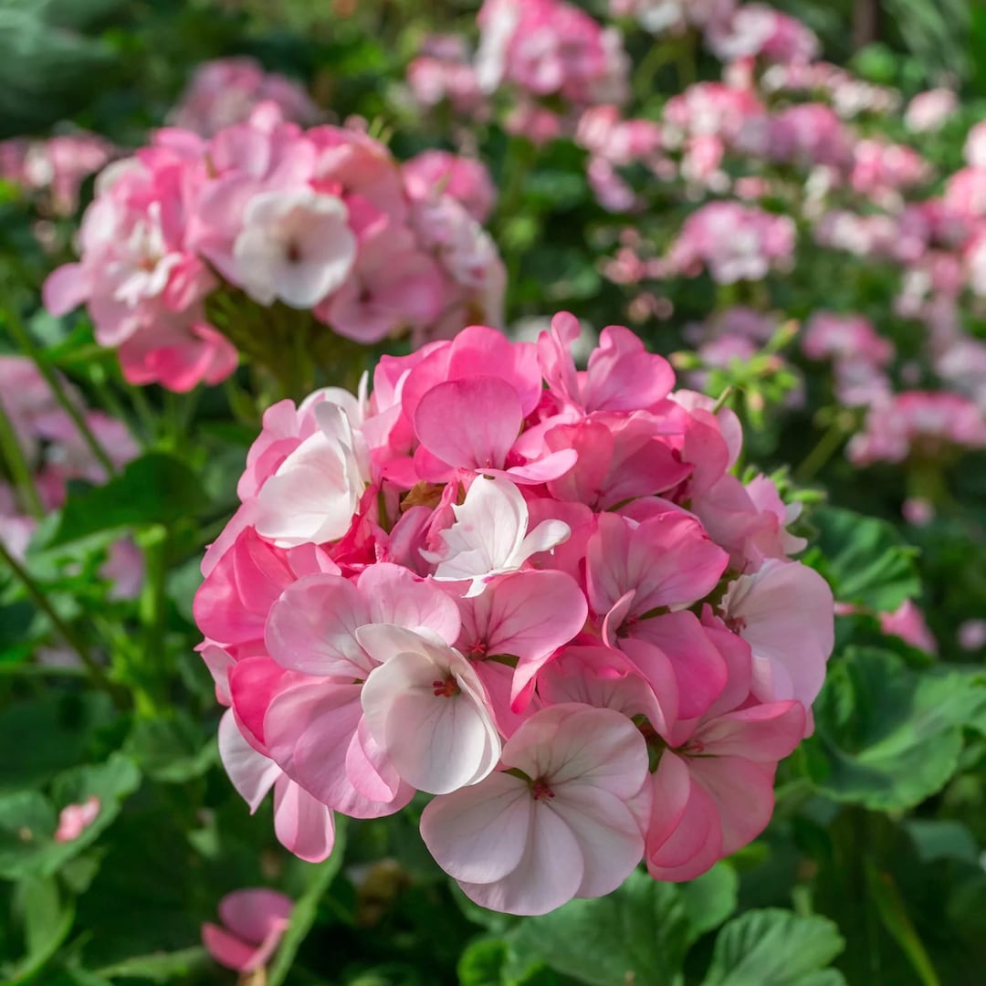 White to Rose Geranium Seeds, Pinto Series, Pelargonium Zonale PZ2010 ...
