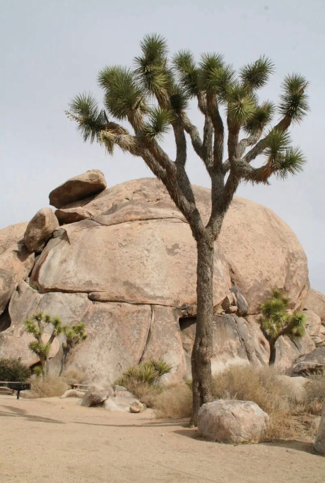 Joshua Tree Seeds, US Native, Mojave Desert, Yucca Brevifolia YU0210 - Etsy