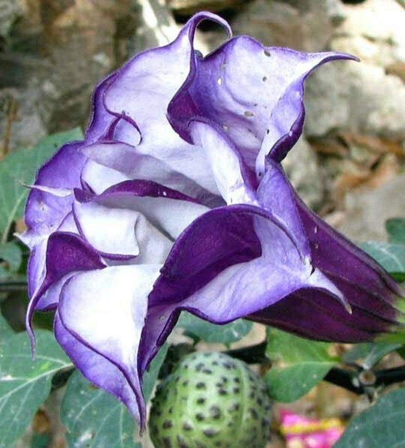 Black Currant Swirl Devil’s Trumpet Flower Seeds DA0110 - Etsy