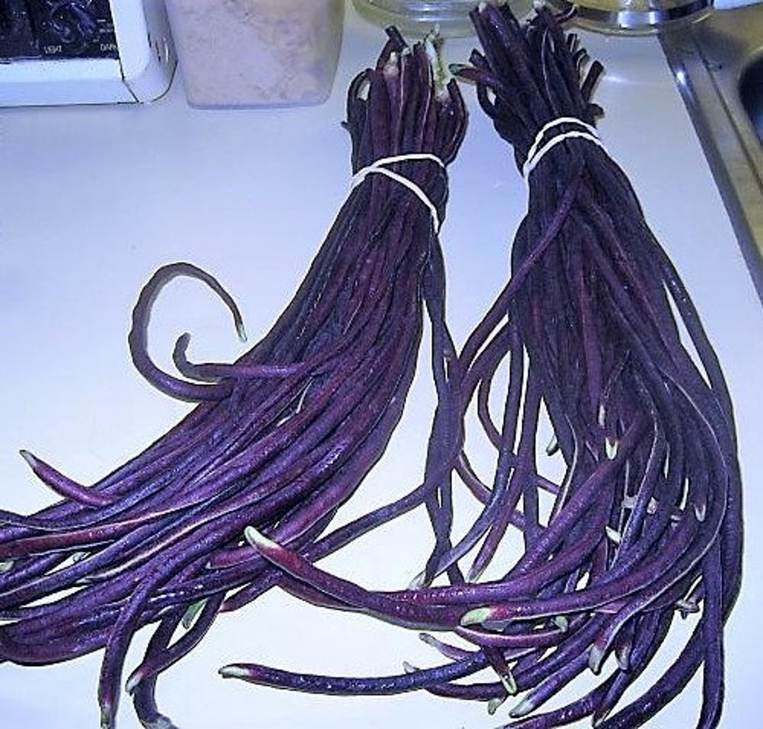 Purple Yard Long Beans, Mart Tsu In, Vigna Unguiculata, Asparagus Bean ...
