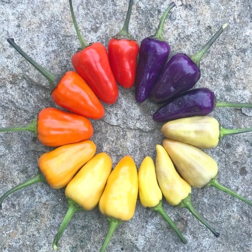 Pequin Pepper Seeds | Etsy