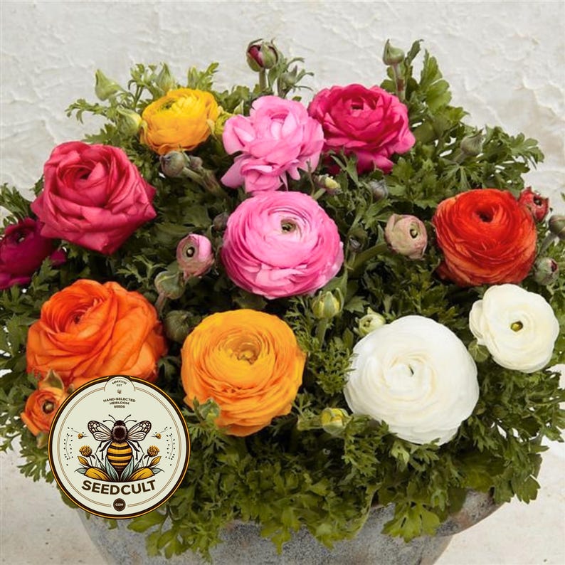 NEW! Bloomingdale Mix Ranunculus Seeds, Compact Container, Ranunculus ...